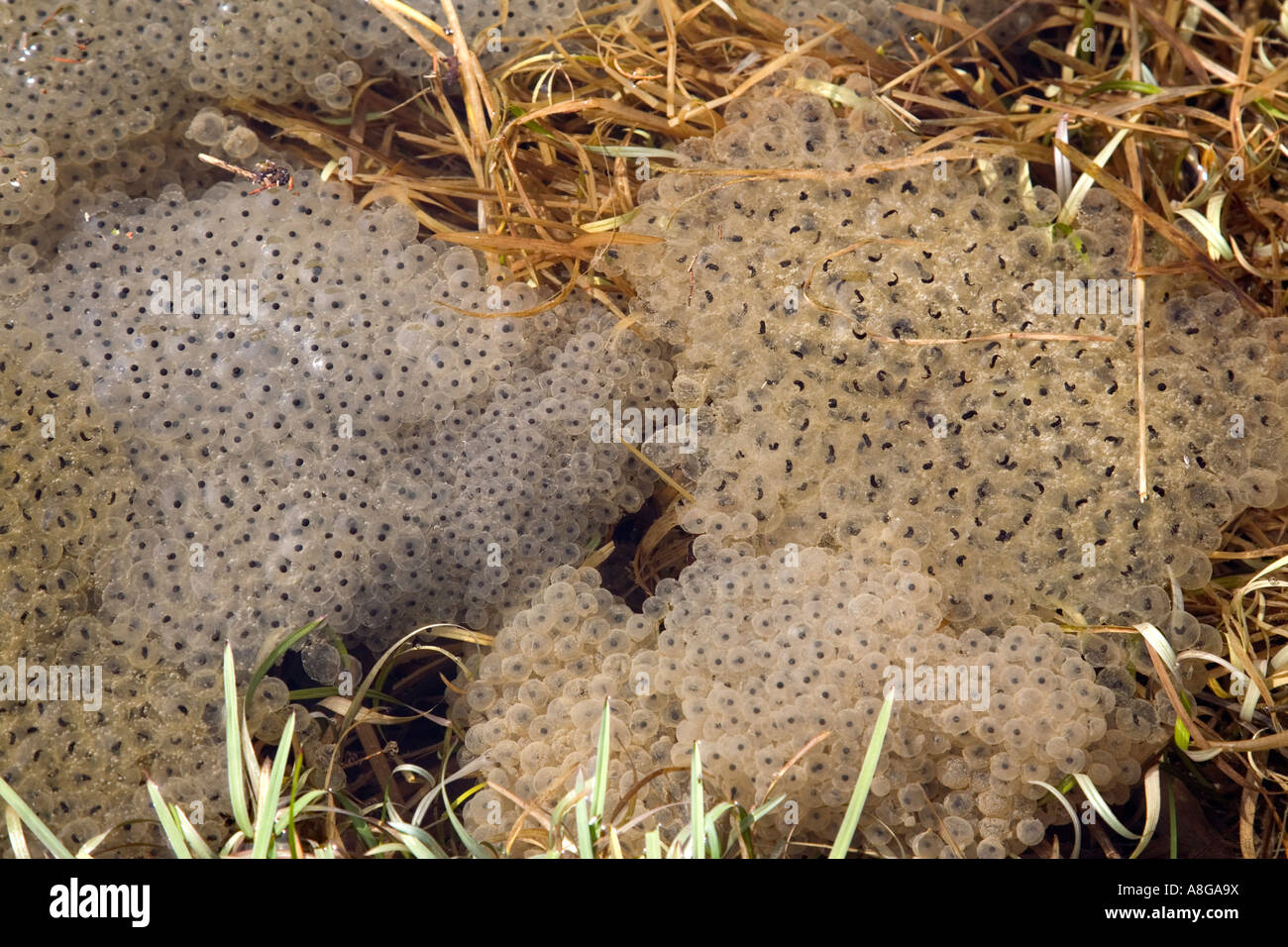 Frog spawn in early spring, Lake Montriond, Morzine-Avoriaz, France ...