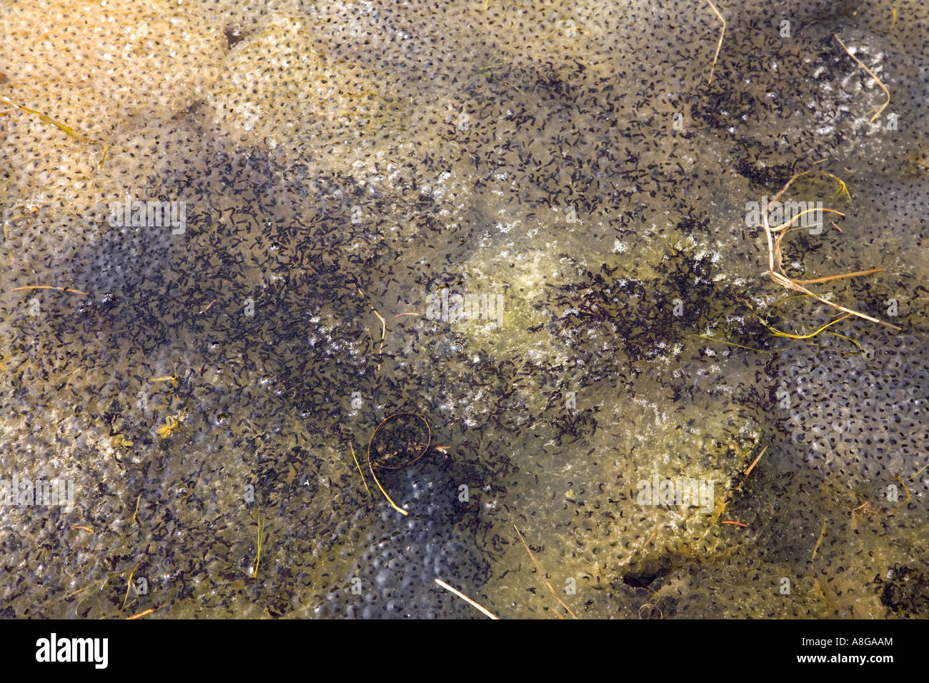 Tadpole hatching hi-res stock photography and images - Alamy