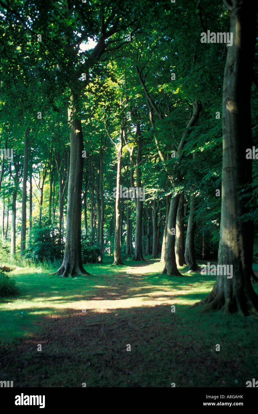 Leipzig Plantation Roundway Hill Devizes Wilthire Stock Photo - Alamy