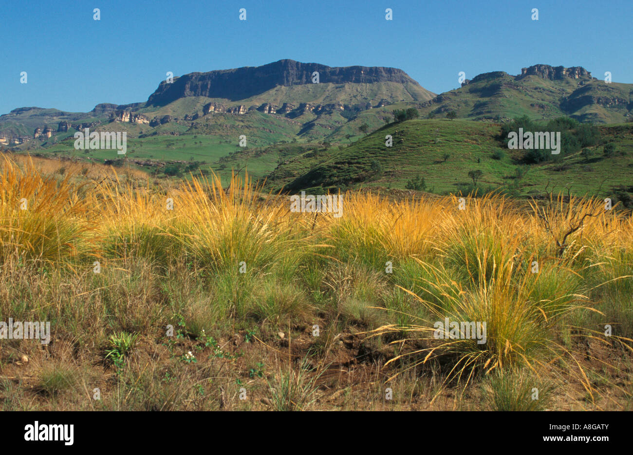 Thatch Grass in front of Mount Kwesokhozi in the Sani Pass Lesotho ...