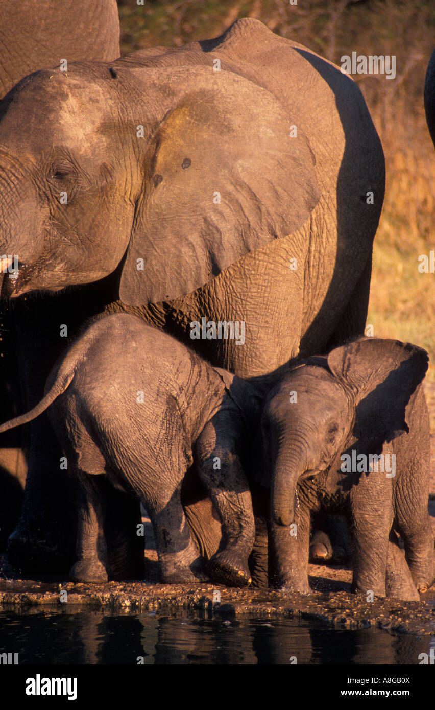 A Herd of African Elephants at a waterhole with young Hwange Reserve ...