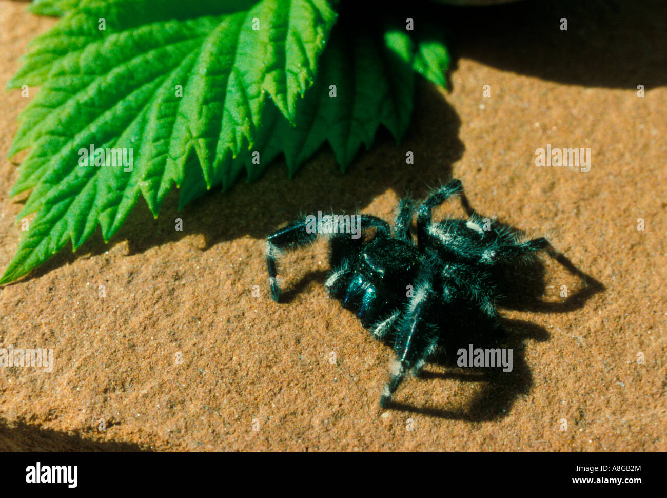 Daring jumping spider hi-res stock photography and images - Alamy