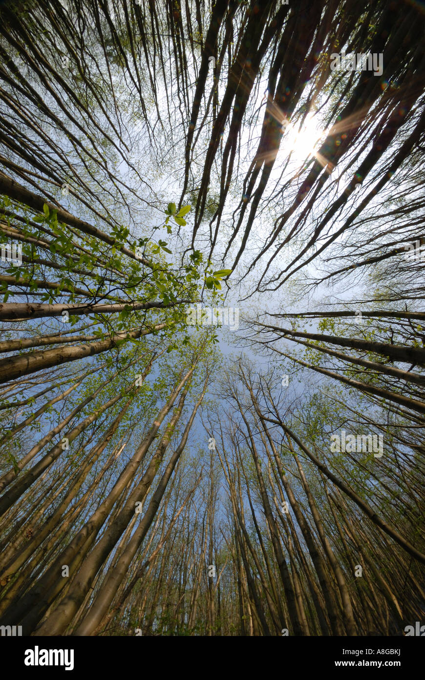 Trees in the Kings Wood in Kent Kents largest ancient coppiced woodland ...