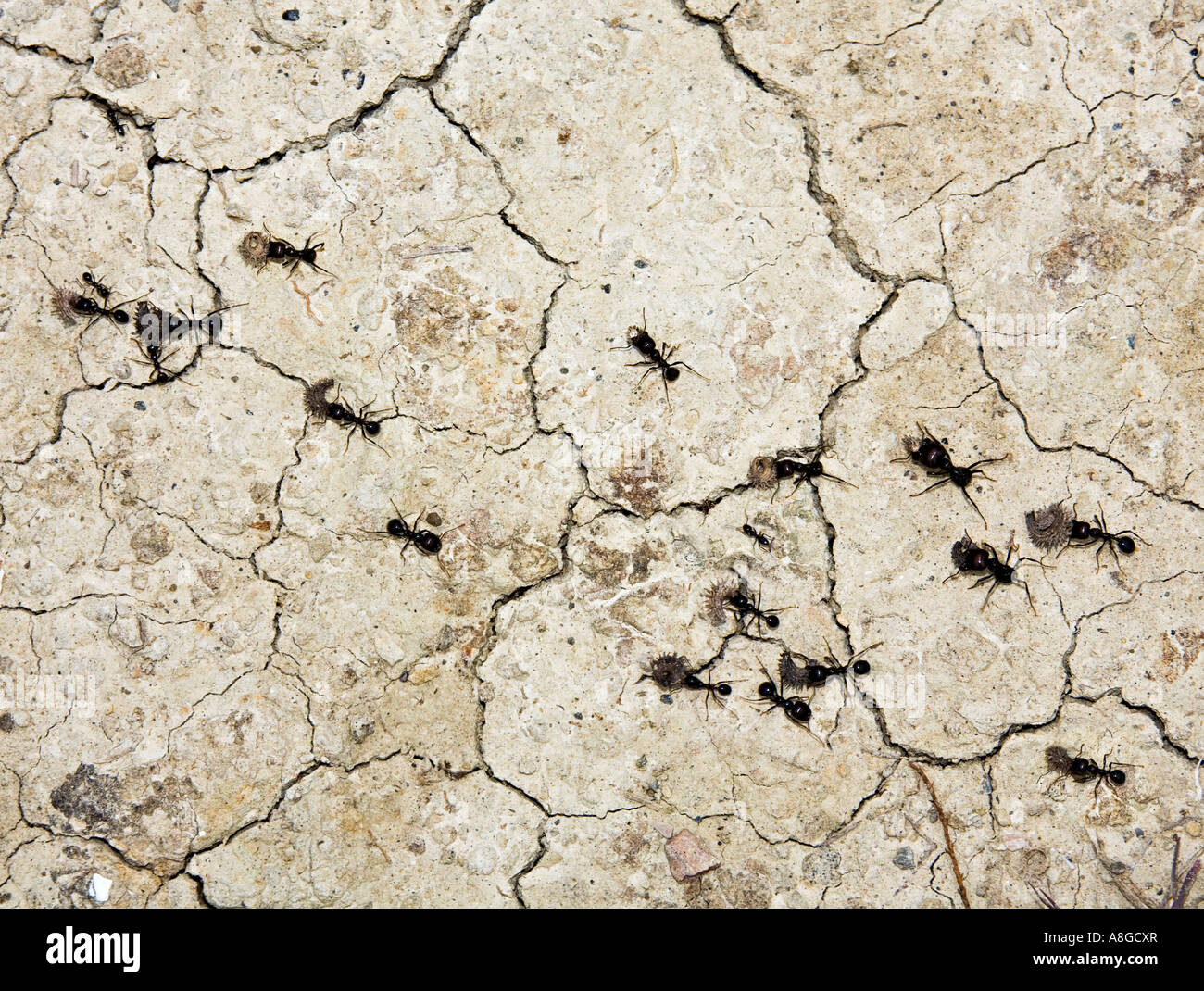 Line of ants carrying seeds across cracked dry mud Vinuela Andalucia ...