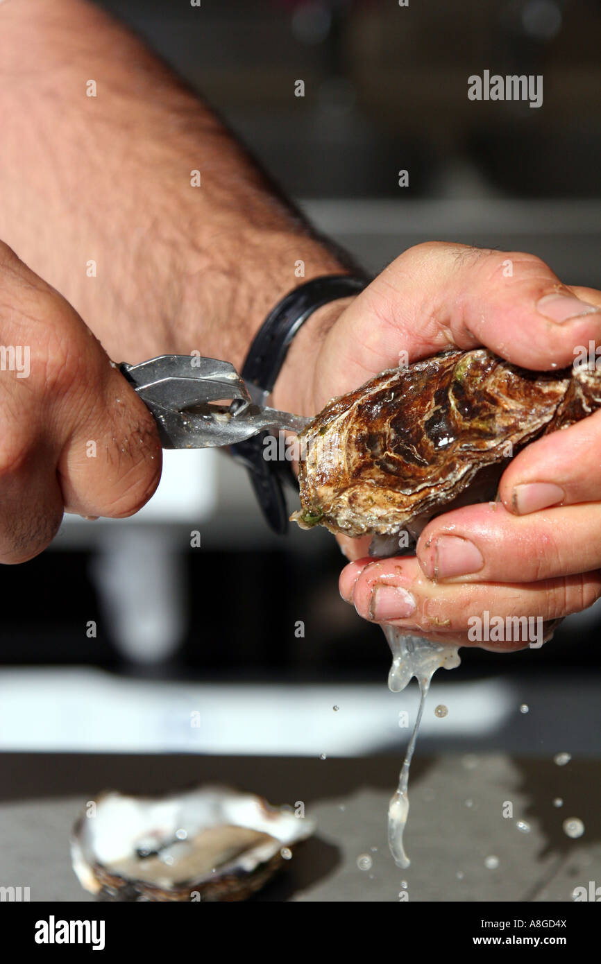 Opening an oyster Stock Photo - Alamy