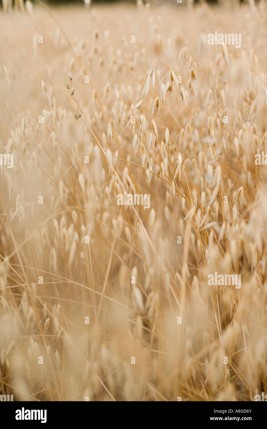 Wheat in Southern Spain Stock Photo - Alamy