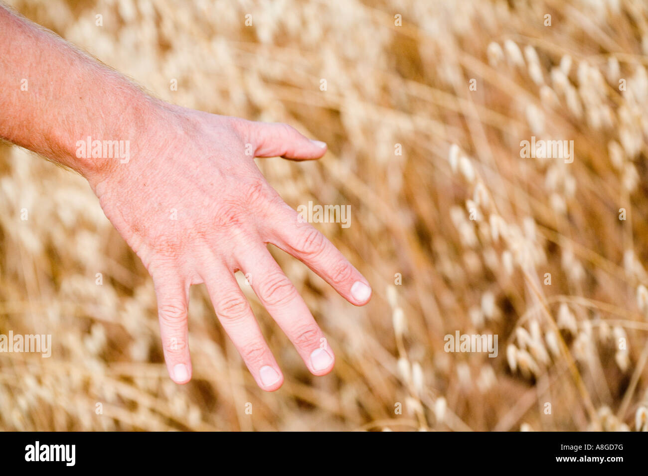 Hand Going Through Wheat Stock Photo - Alamy