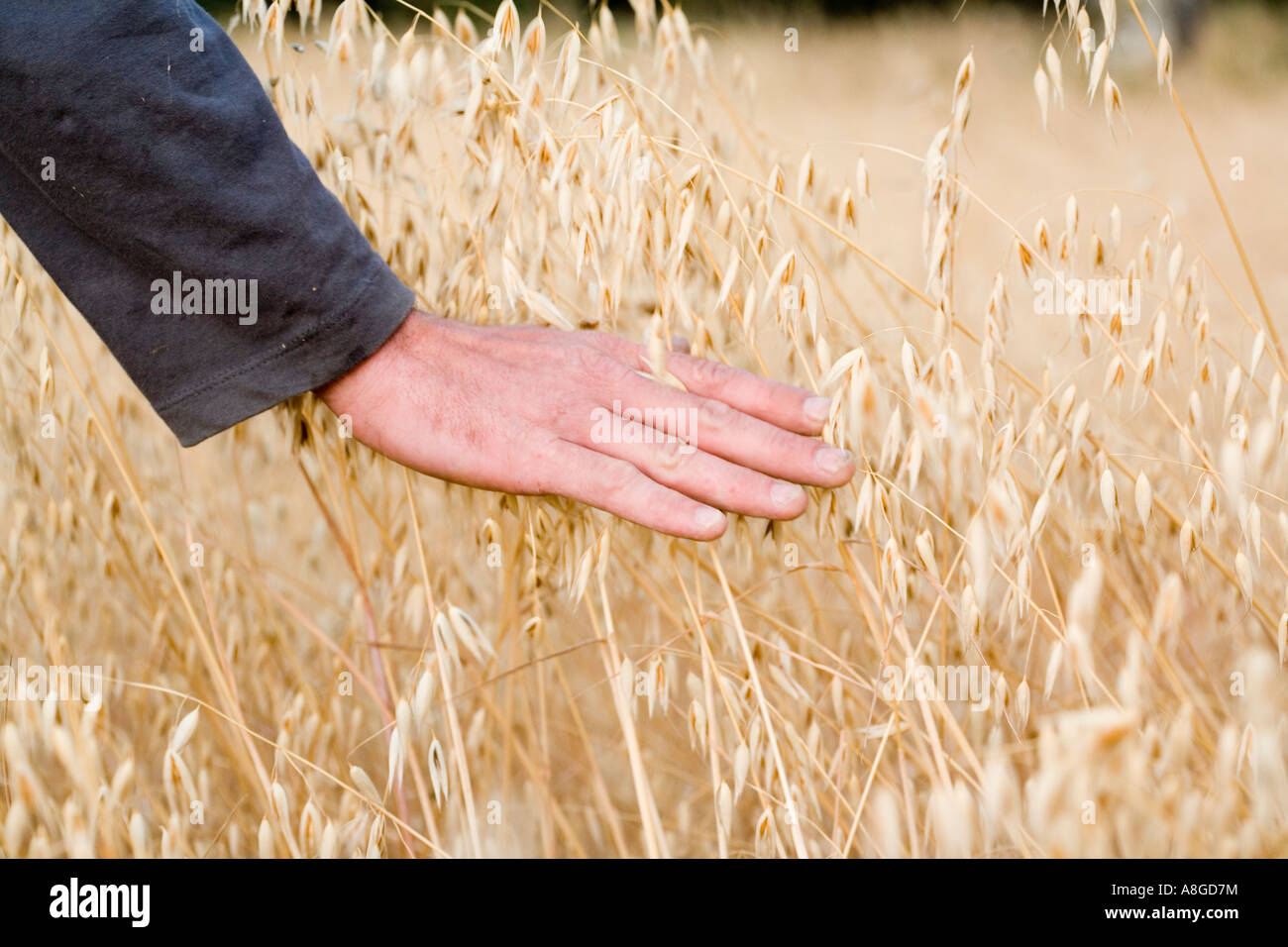 Hand Going Through Wheat Stock Photo - Alamy