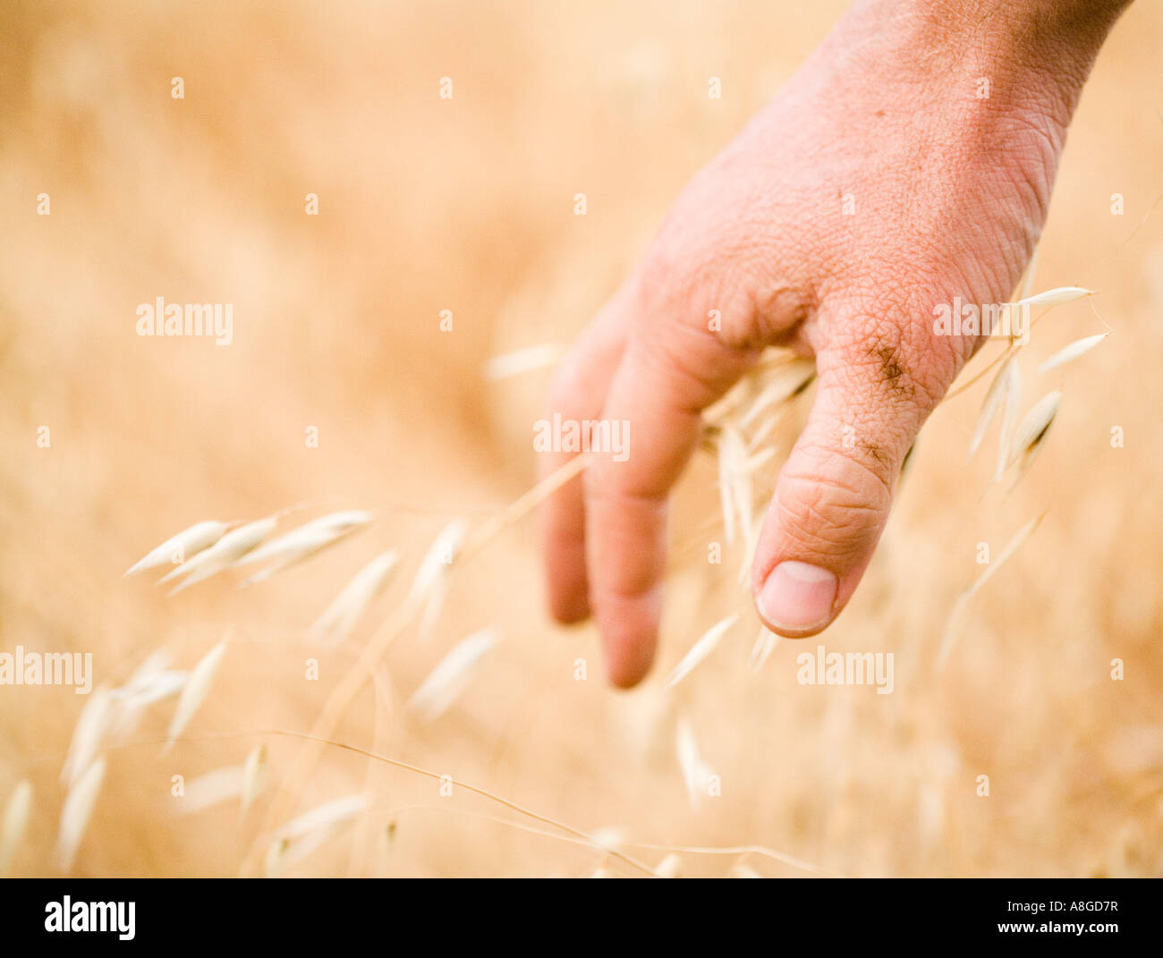 Hand Going Through Wheat Stock Photo - Alamy