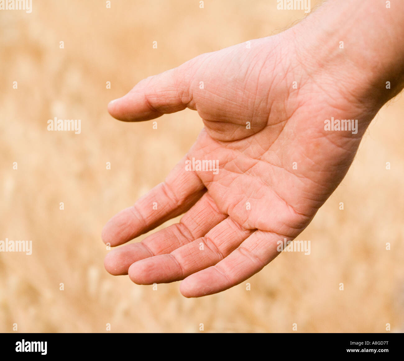 Hand Going Through Wheat Stock Photo - Alamy