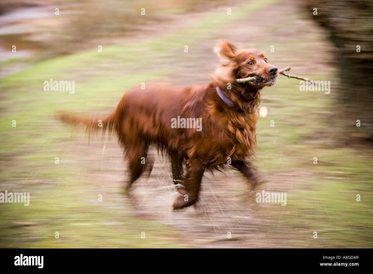 Setter stick hi-res stock photography and images - Alamy