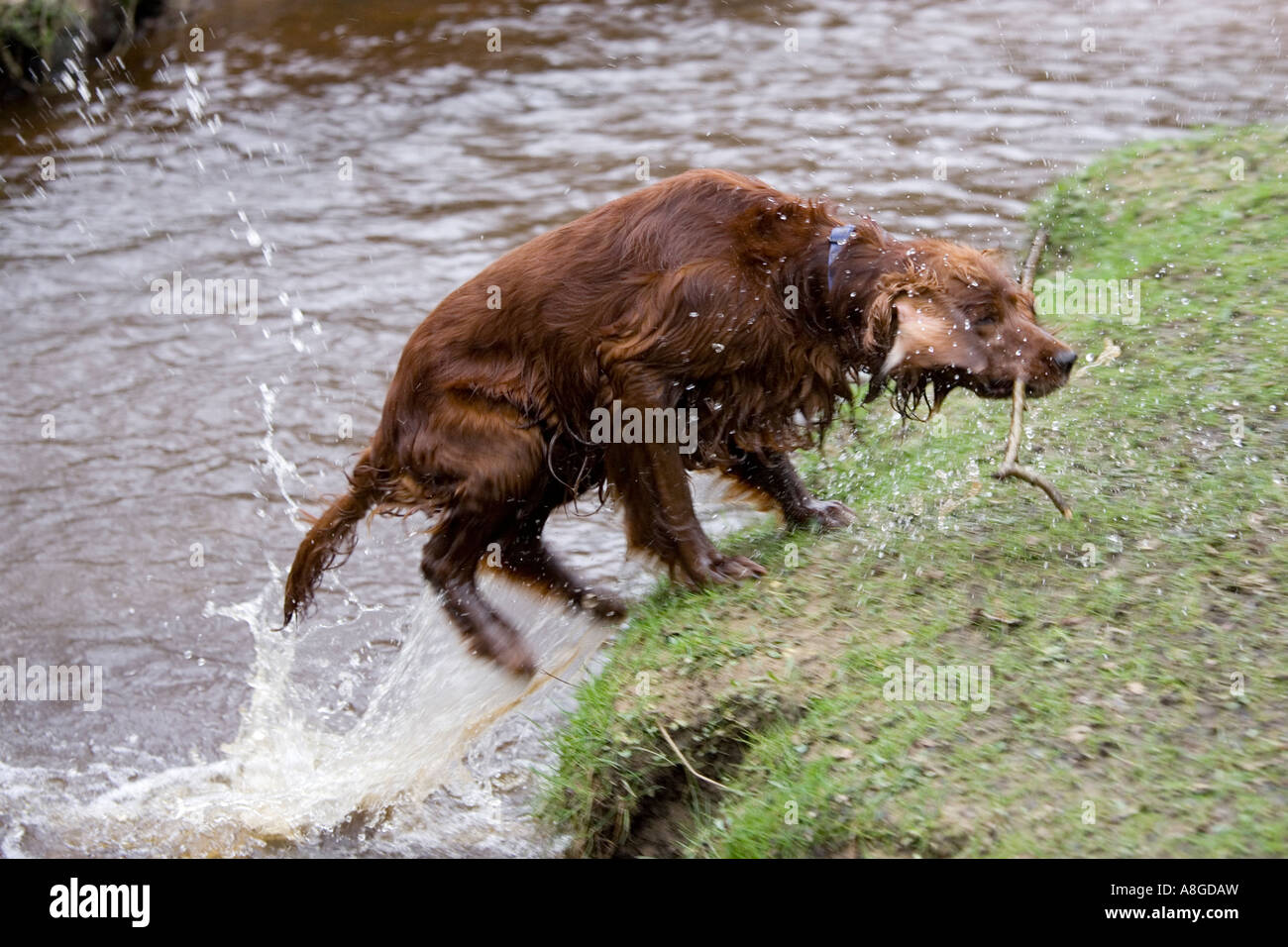 Irish setter running with stick from river Stock Photo - Alamy