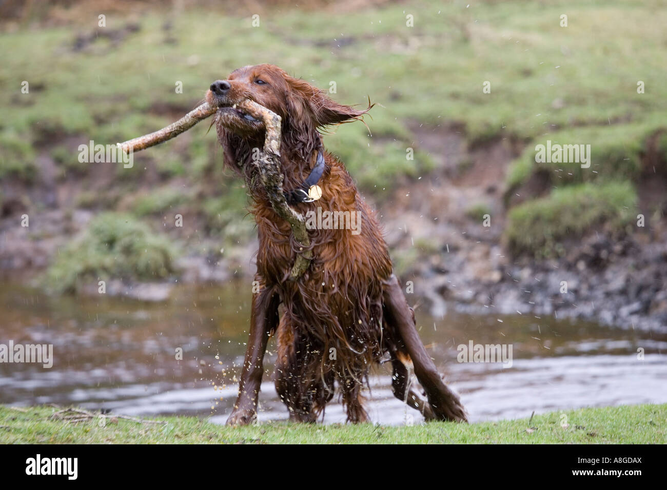 Irish setter running with stick from river Stock Photo - Alamy