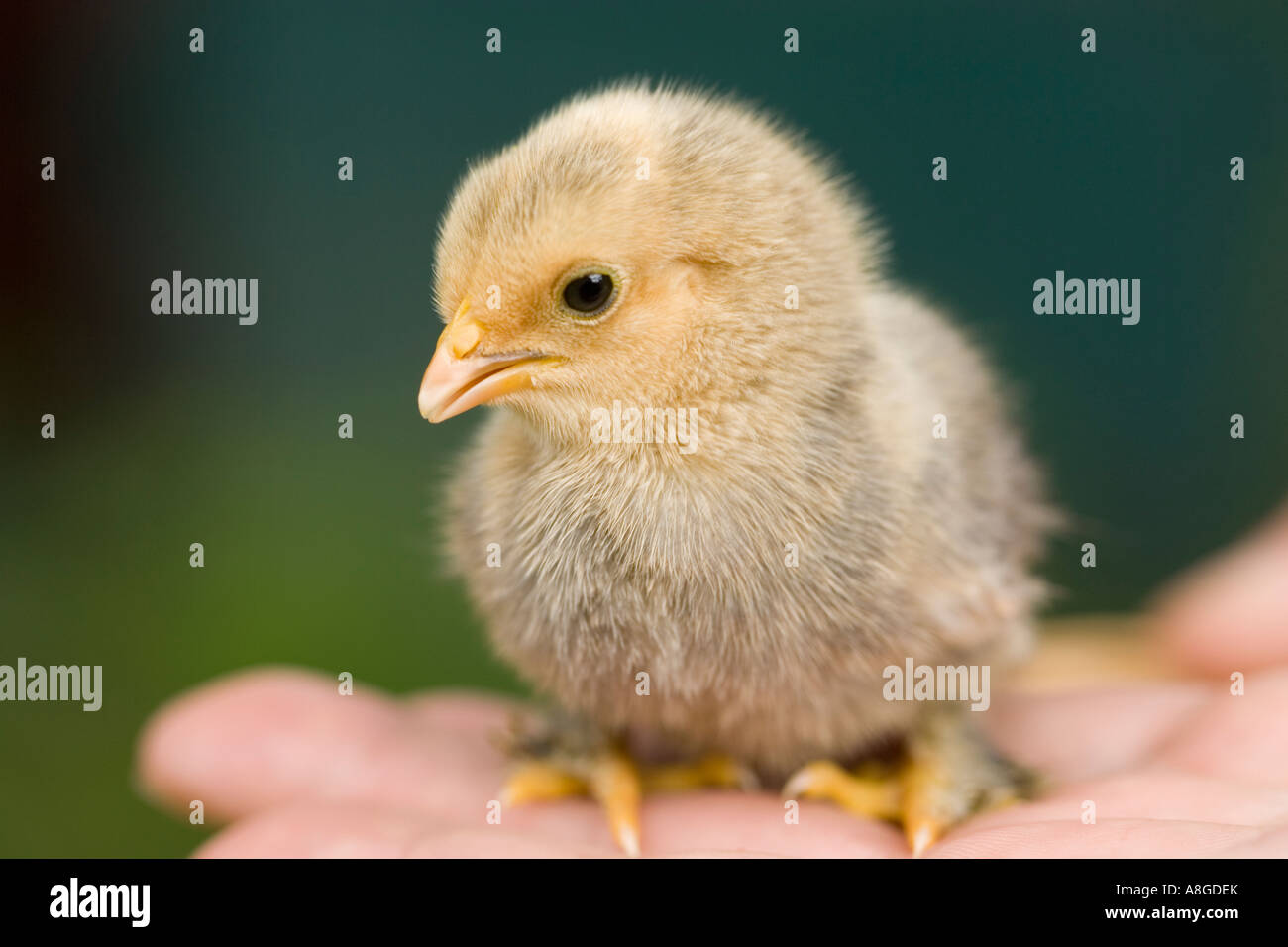 Newly hatched chicken in hand Stock Photo - Alamy