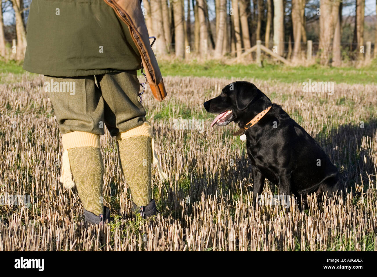 Black labrador retriever waiting at pheasant shoot Stock Photo - Alamy