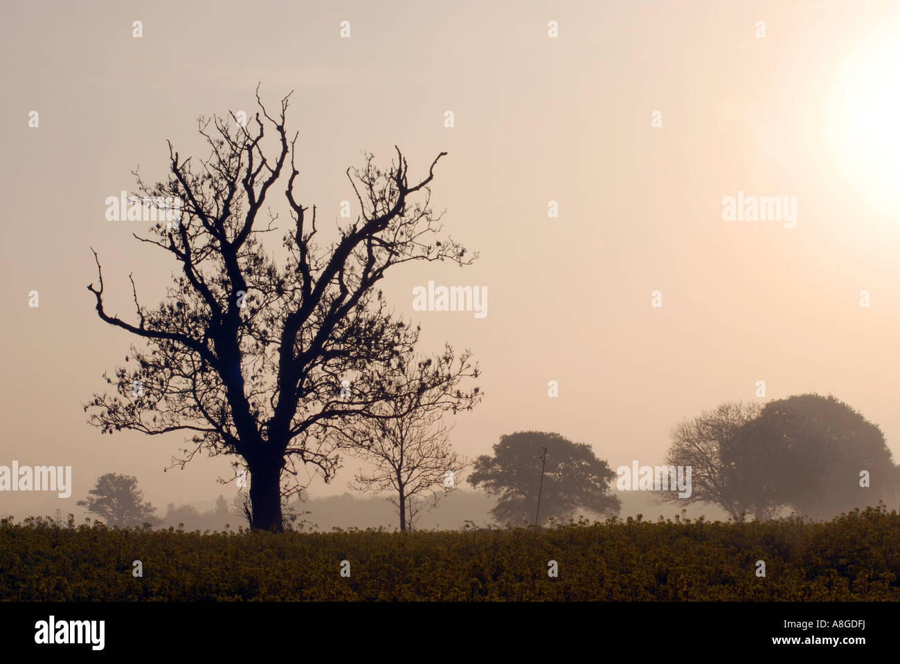 Trees at dawn in the Cotswolds, Gloucestershire, England, UK Stock ...