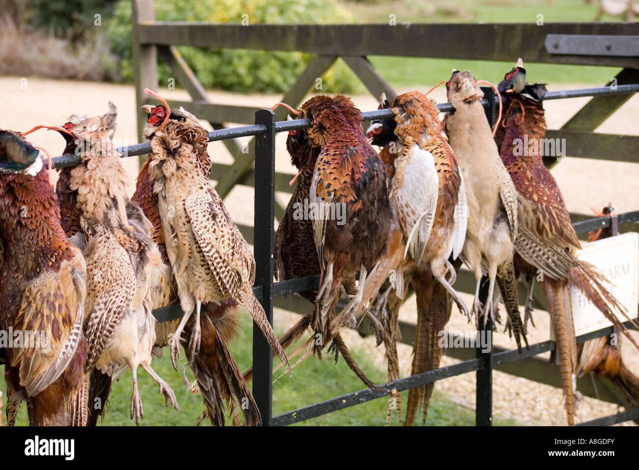 Pheasants tied to fence at shoot Stock Photo - Alamy