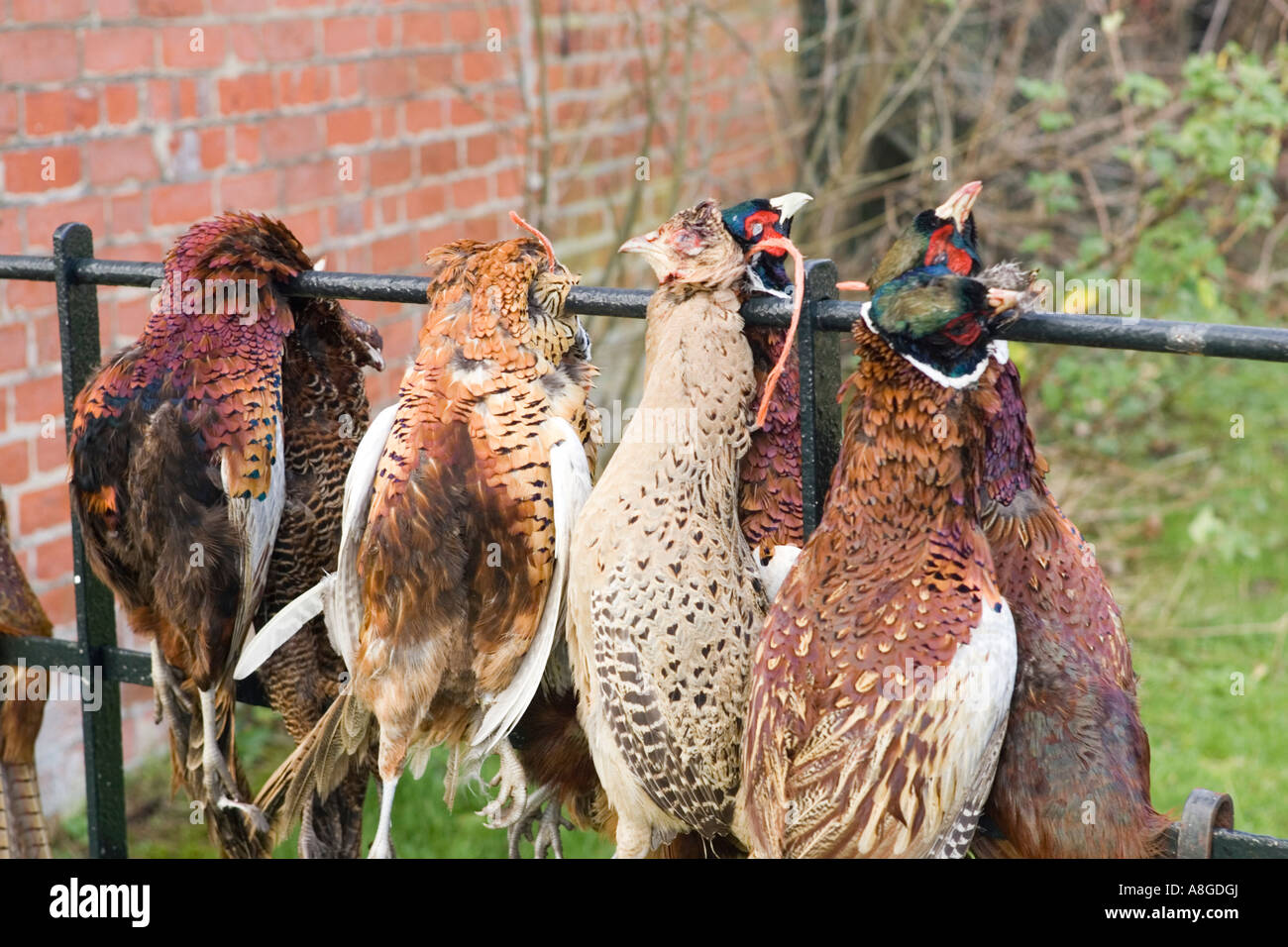 Pheasant hunting fence hi-res stock photography and images - Alamy