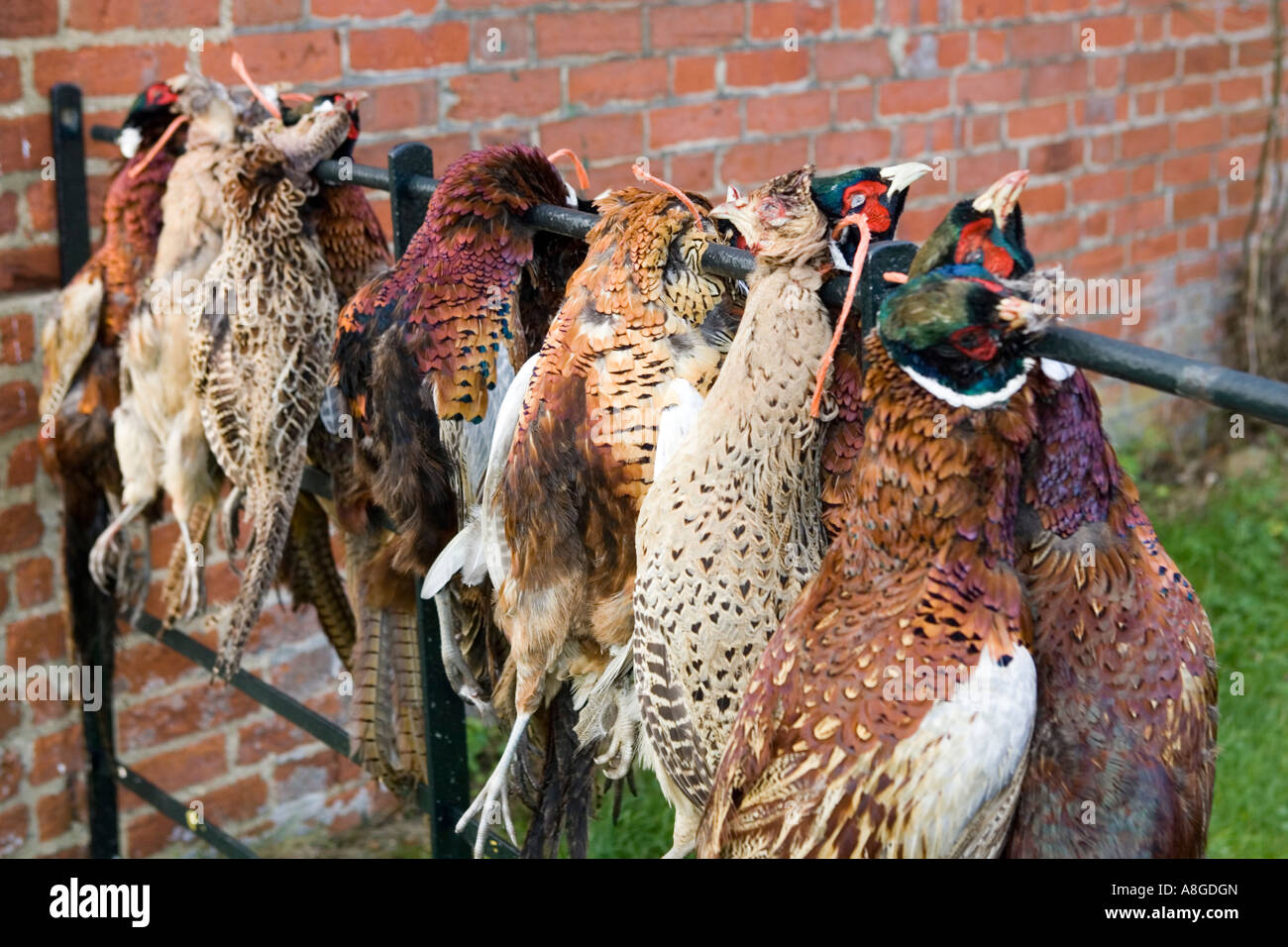 Pheasant hunting fence hi-res stock photography and images - Alamy