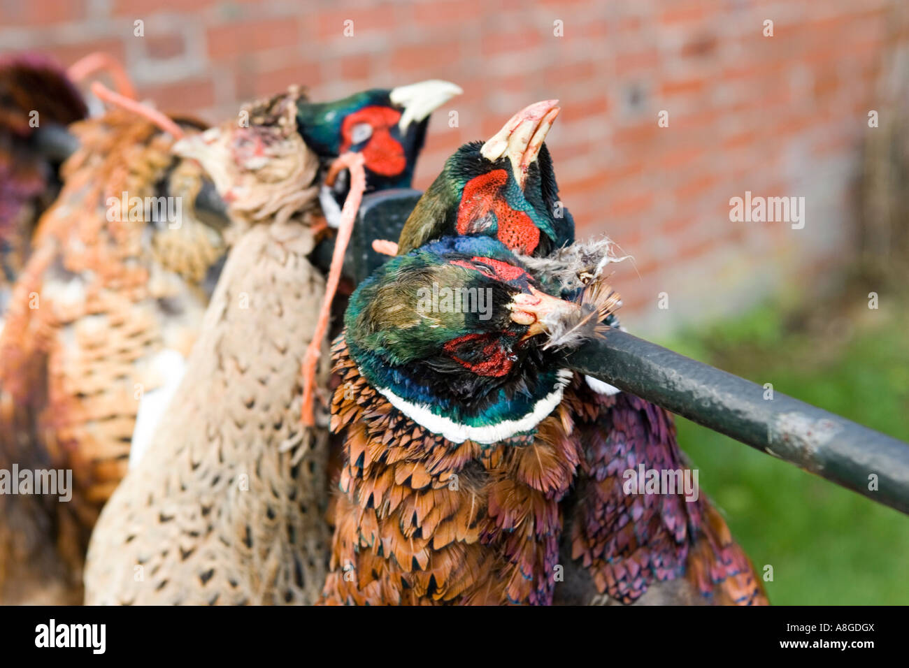 Pheasant hunting fence hi-res stock photography and images - Alamy