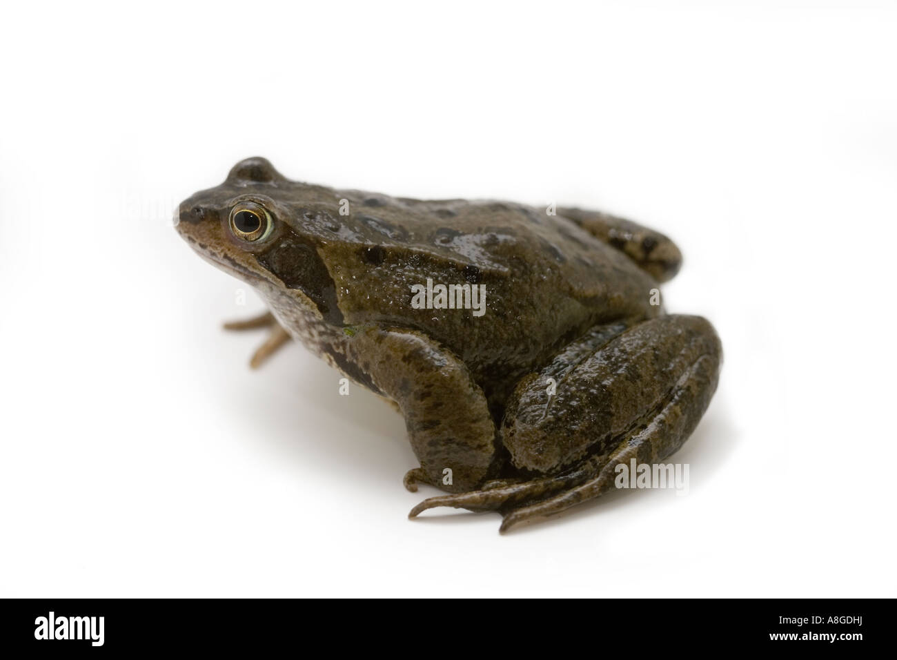 English frog Cut Out Stock Images & Pictures - Alamy