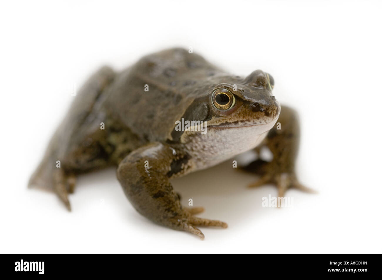 Frog from English garden Stock Photo - Alamy