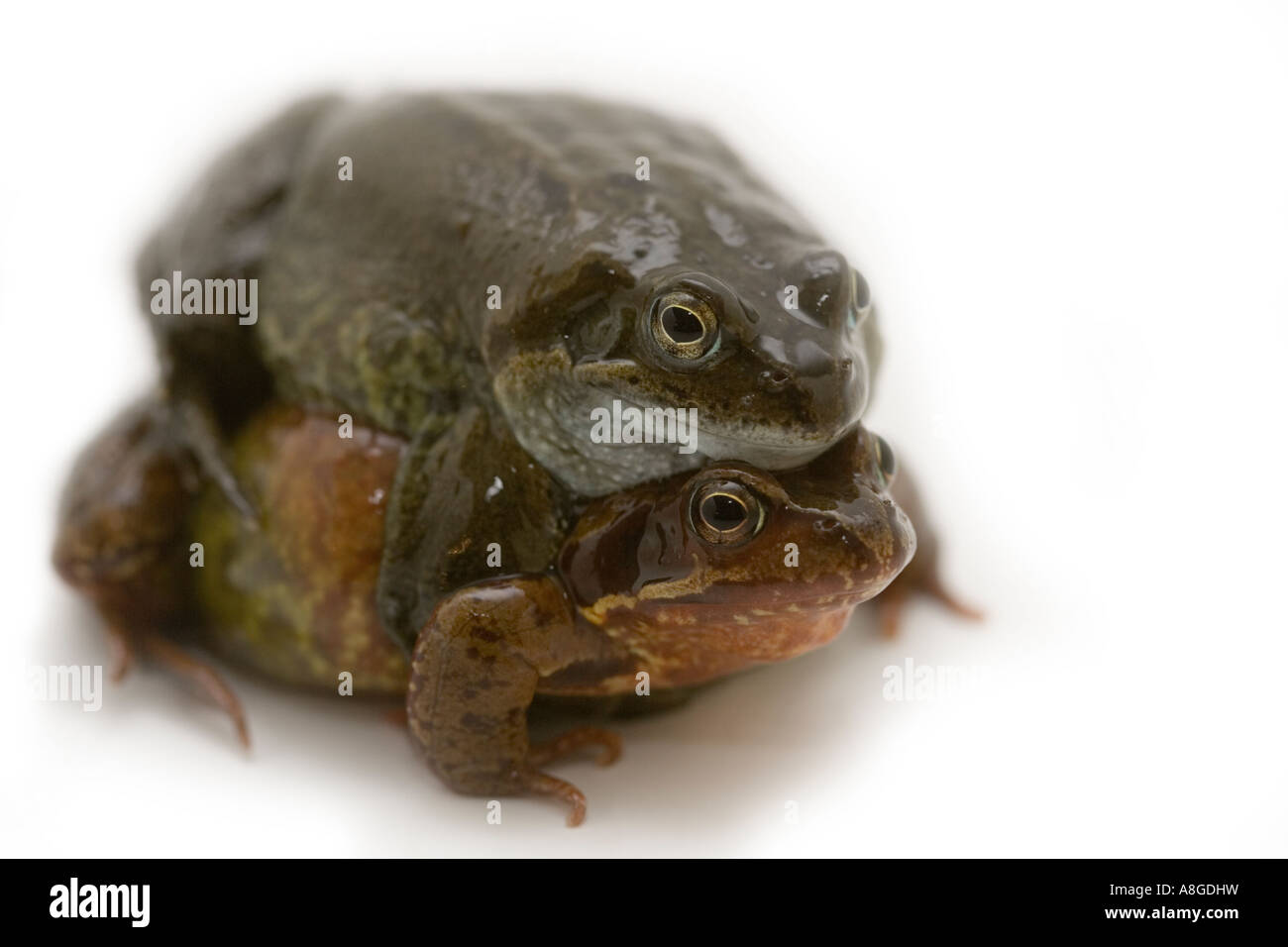 Close up frogs mating from English garden Stock Photo - Alamy