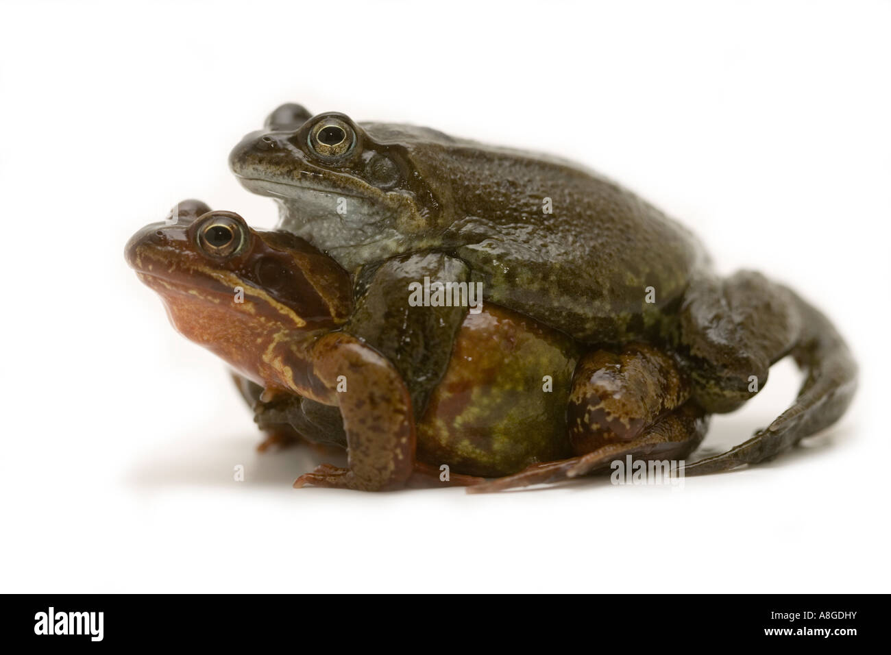 English frogs mating hi-res stock photography and images - Alamy