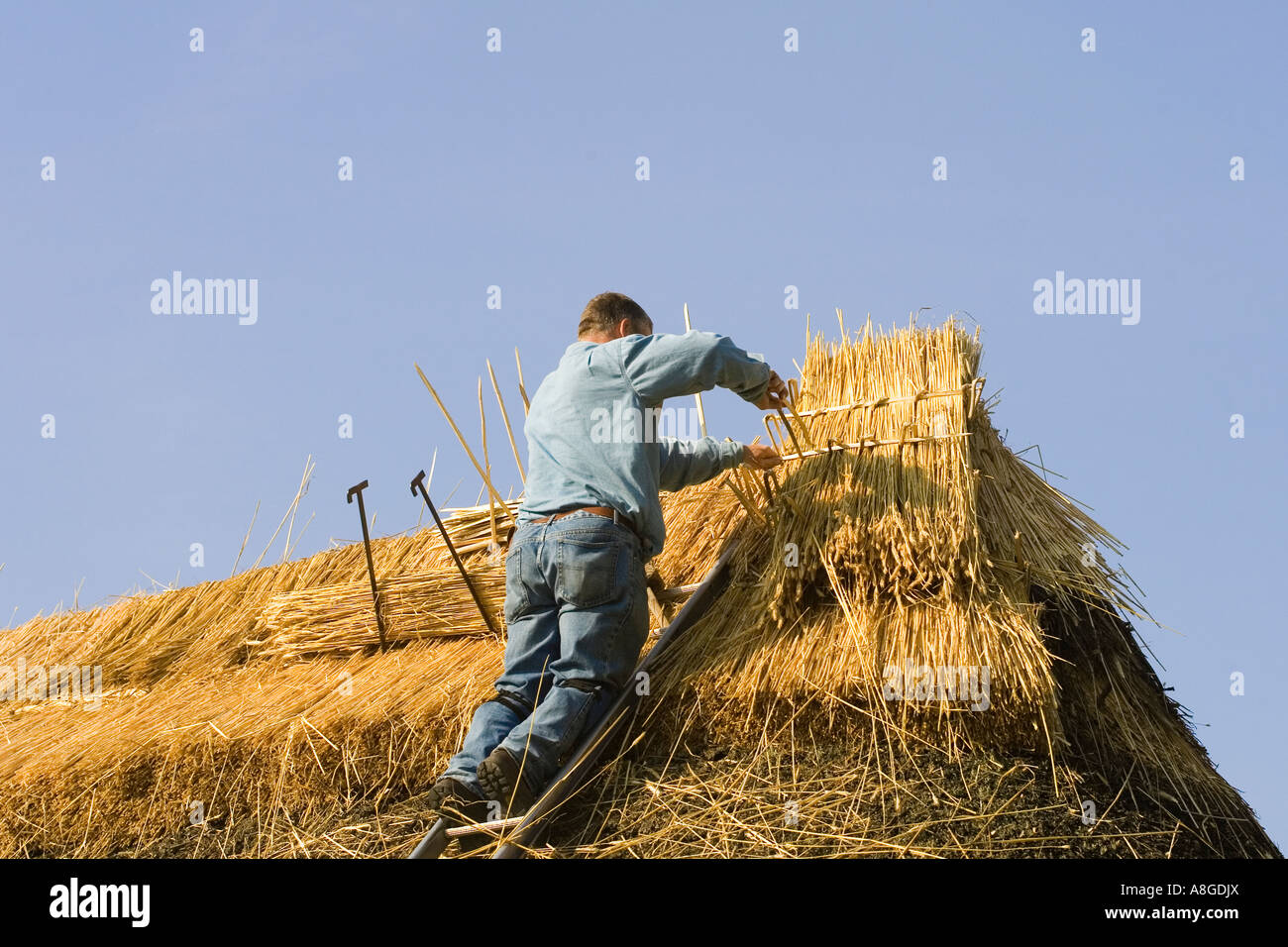Thatcher inserting spars to new straw thatch on roof ridge Stock Photo ...