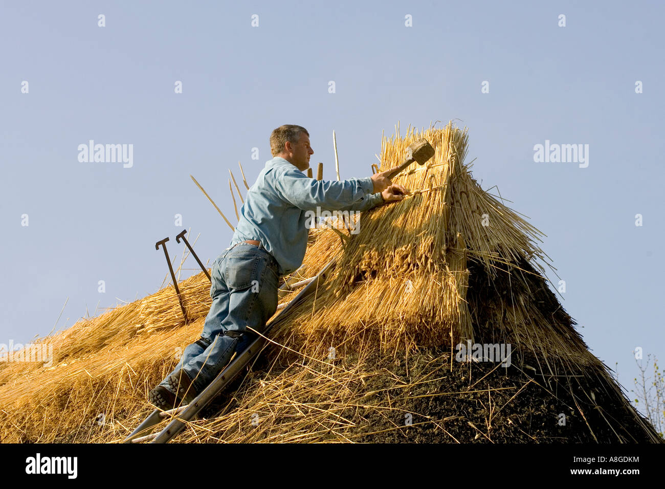 Thatcher knocking in spars to new straw thatch on roof ridge Stock ...