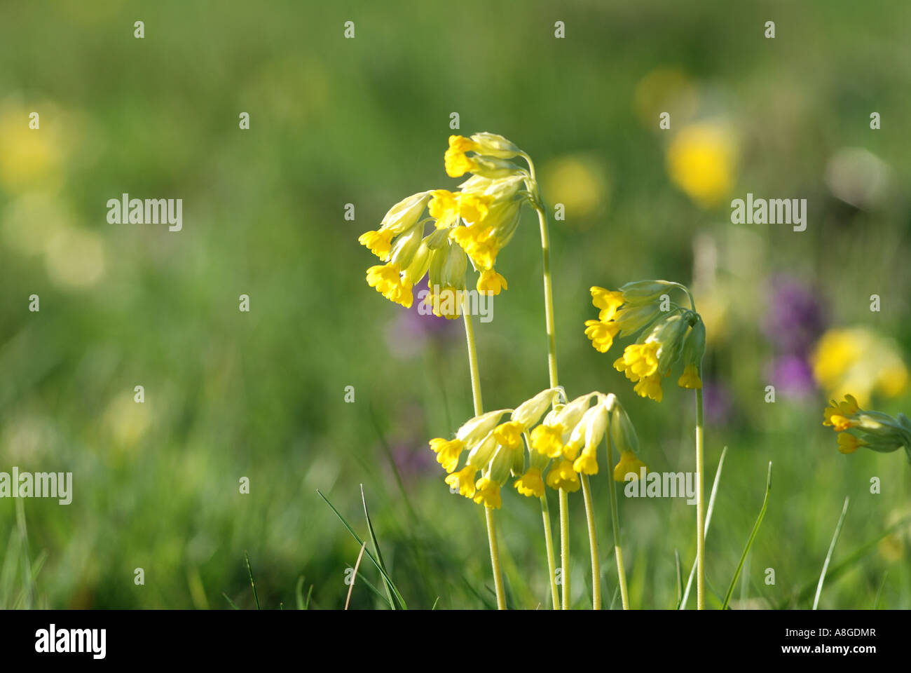Cowslips in traditional hay meadow, Draycote Meadows, Warwickshire ...