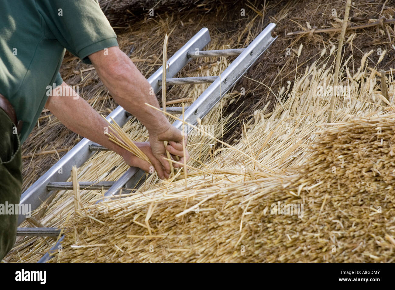 Thatcher inserting spar to new straw thatch on roof Stock Photo - Alamy