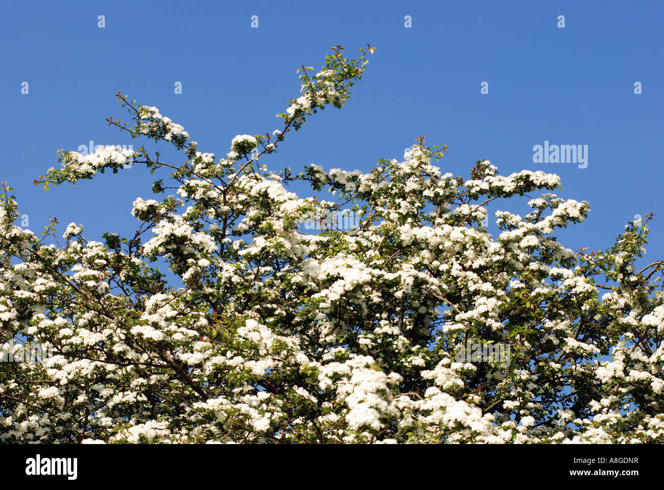Crataegus tree in flower hi-res stock photography and images - Alamy
