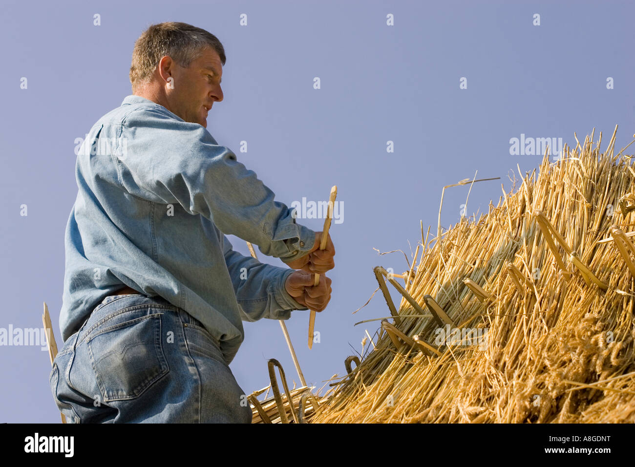 Thatcher twisting spar for new straw thatch on roof ridge Stock Photo ...