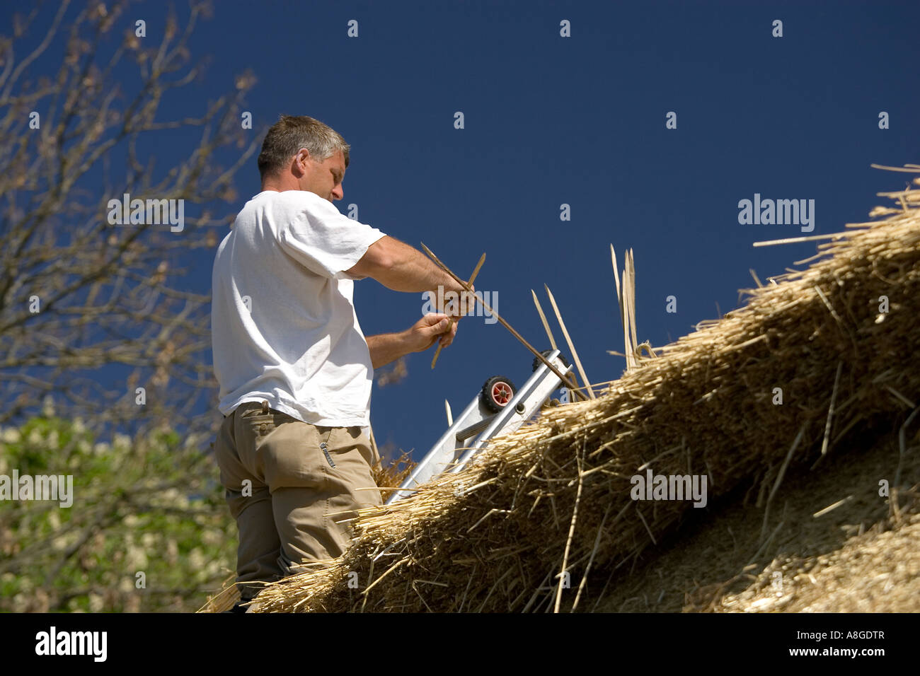 Thatcher twisting spar for new straw thatch on roof Stock Photo - Alamy