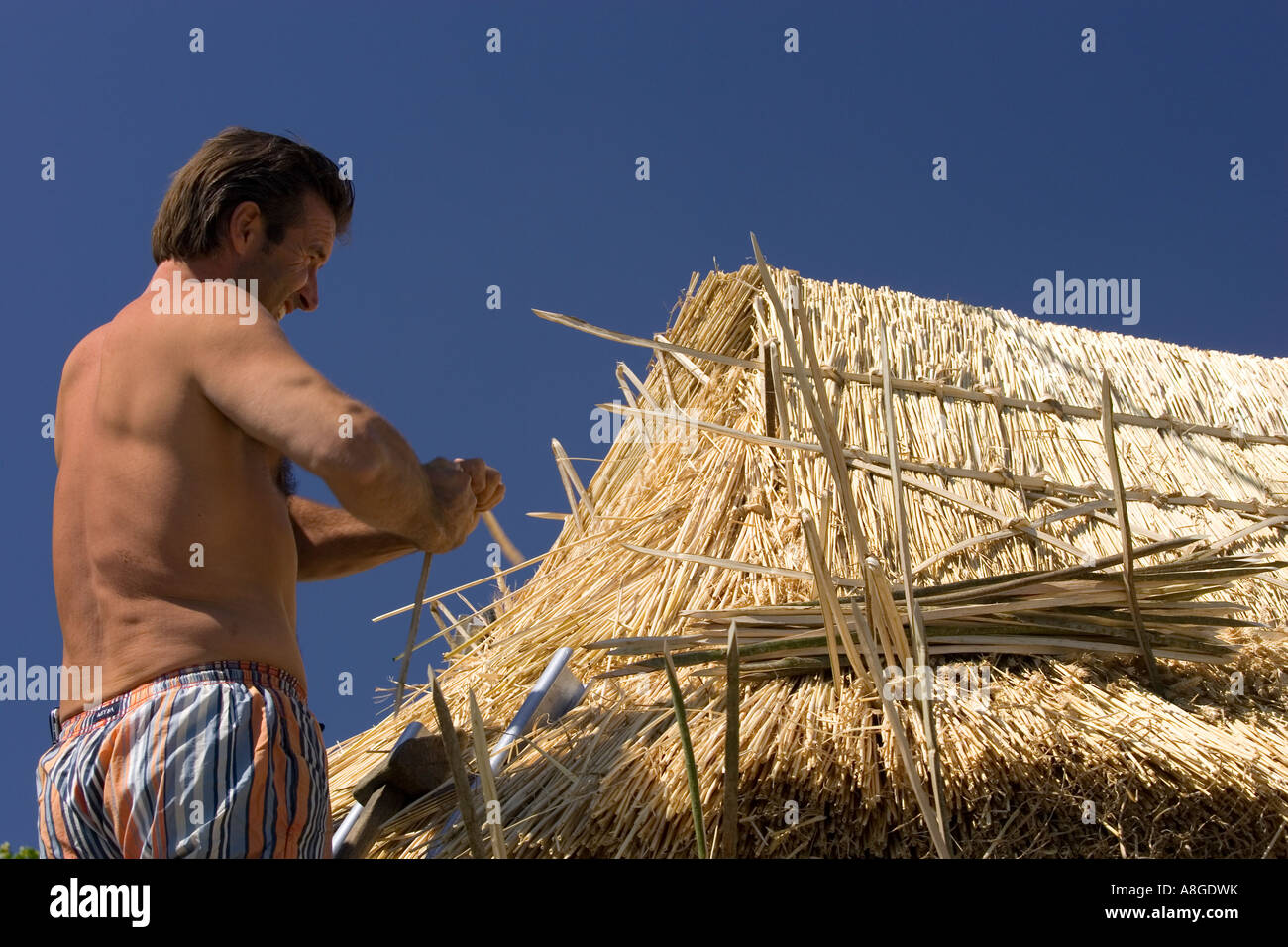 Thatcher twisting spar for new straw thatch on roof Stock Photo - Alamy