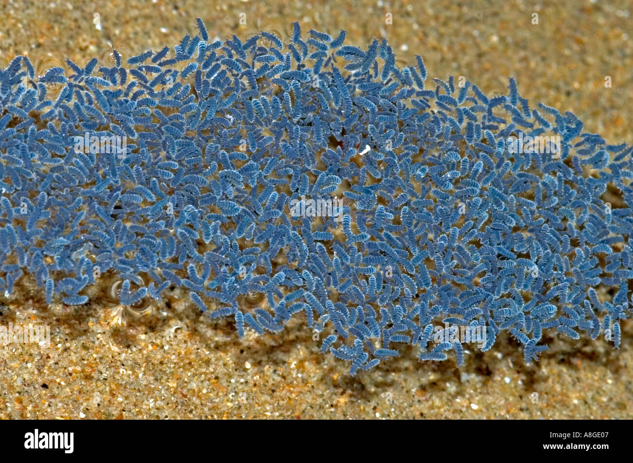 Springtails uk hi-res stock photography and images - Alamy