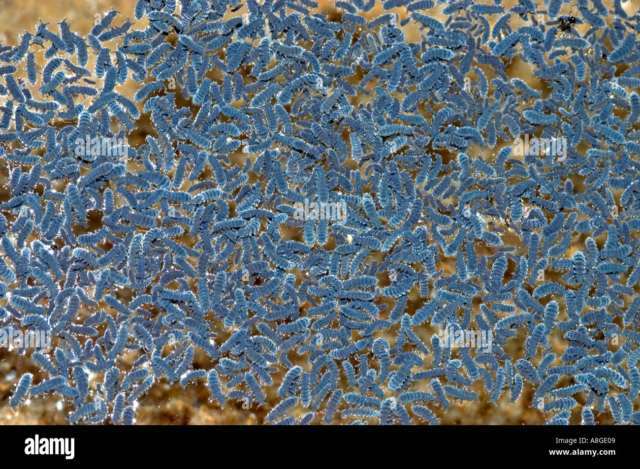 Springtail (Lipura maritima) Insects on Sea surface on a beach in Wales ...