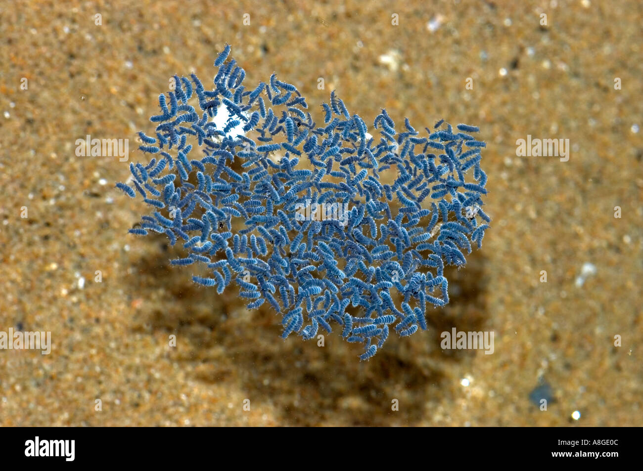 Springtail (Lipura maritima) Insects on Sea surface on a beach in Wales ...