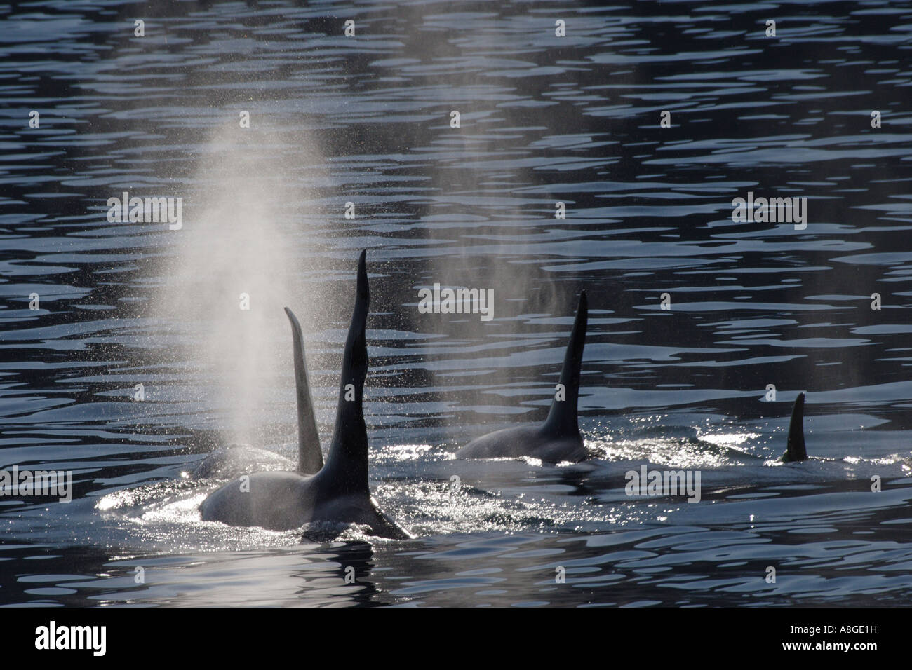 Resurrection bay alaska and orca hi-res stock photography and images ...