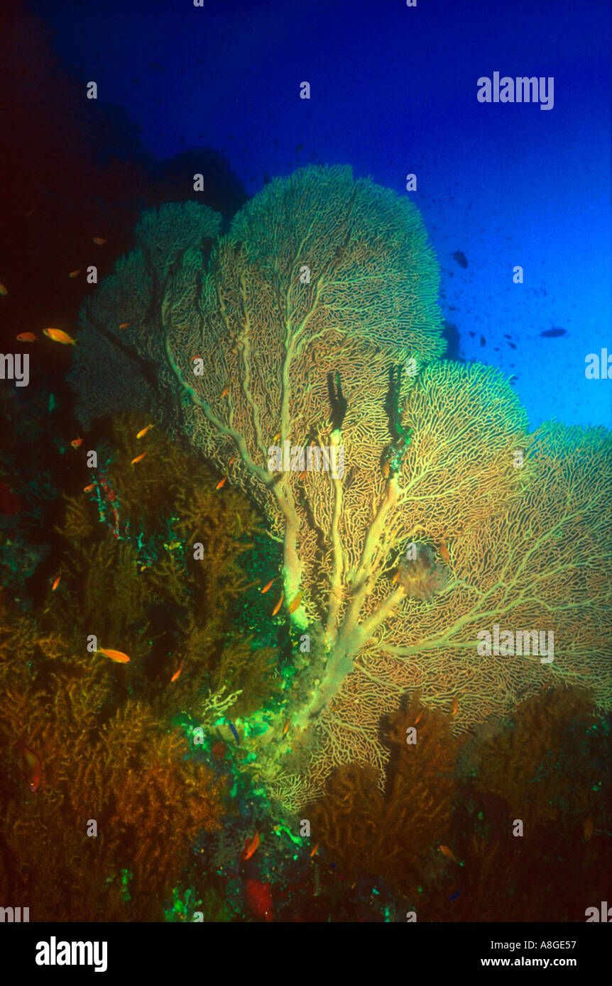 Gorgonian sea fan coral hi-res stock photography and images - Alamy