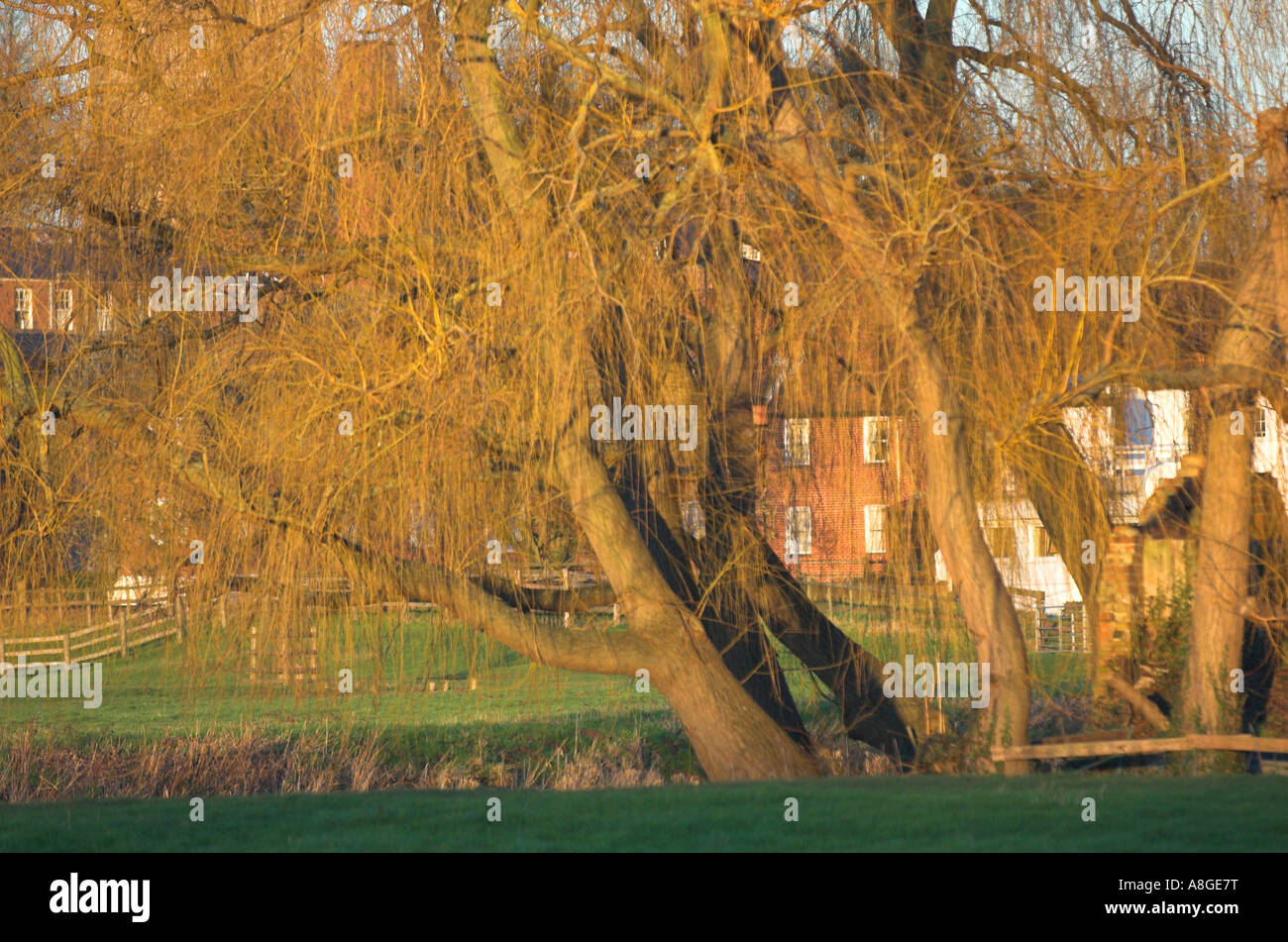 Sunset lit willow trees (Salix spp Stock Photo - Alamy