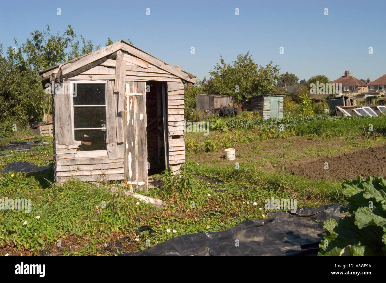 Traditional sow vegetables hi-res stock photography and images - Alamy