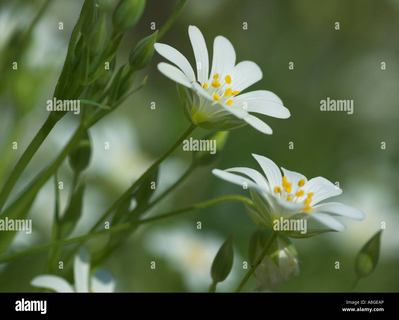 Lesser stitchwort flowers (Stellaria graminea Stock Photo - Alamy