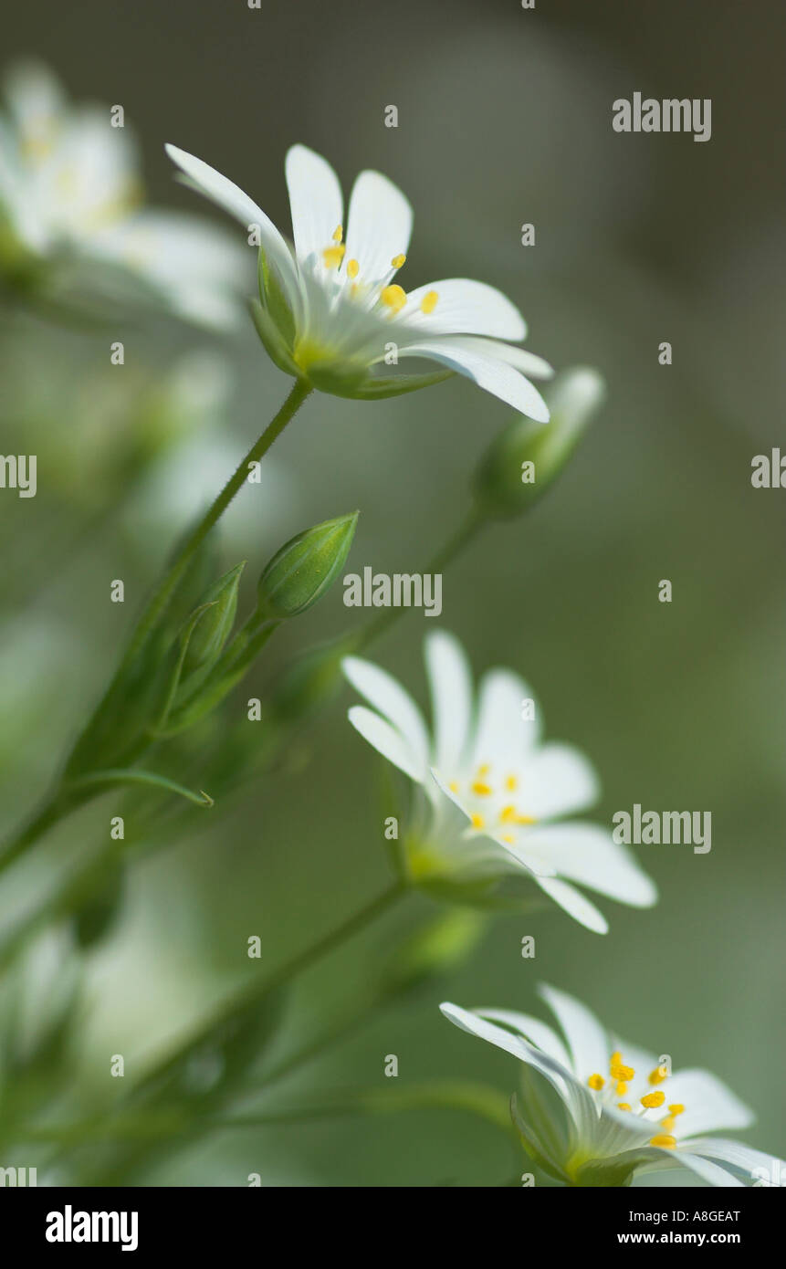 Lesser stitchwort flowers (Stellaria graminea Stock Photo - Alamy