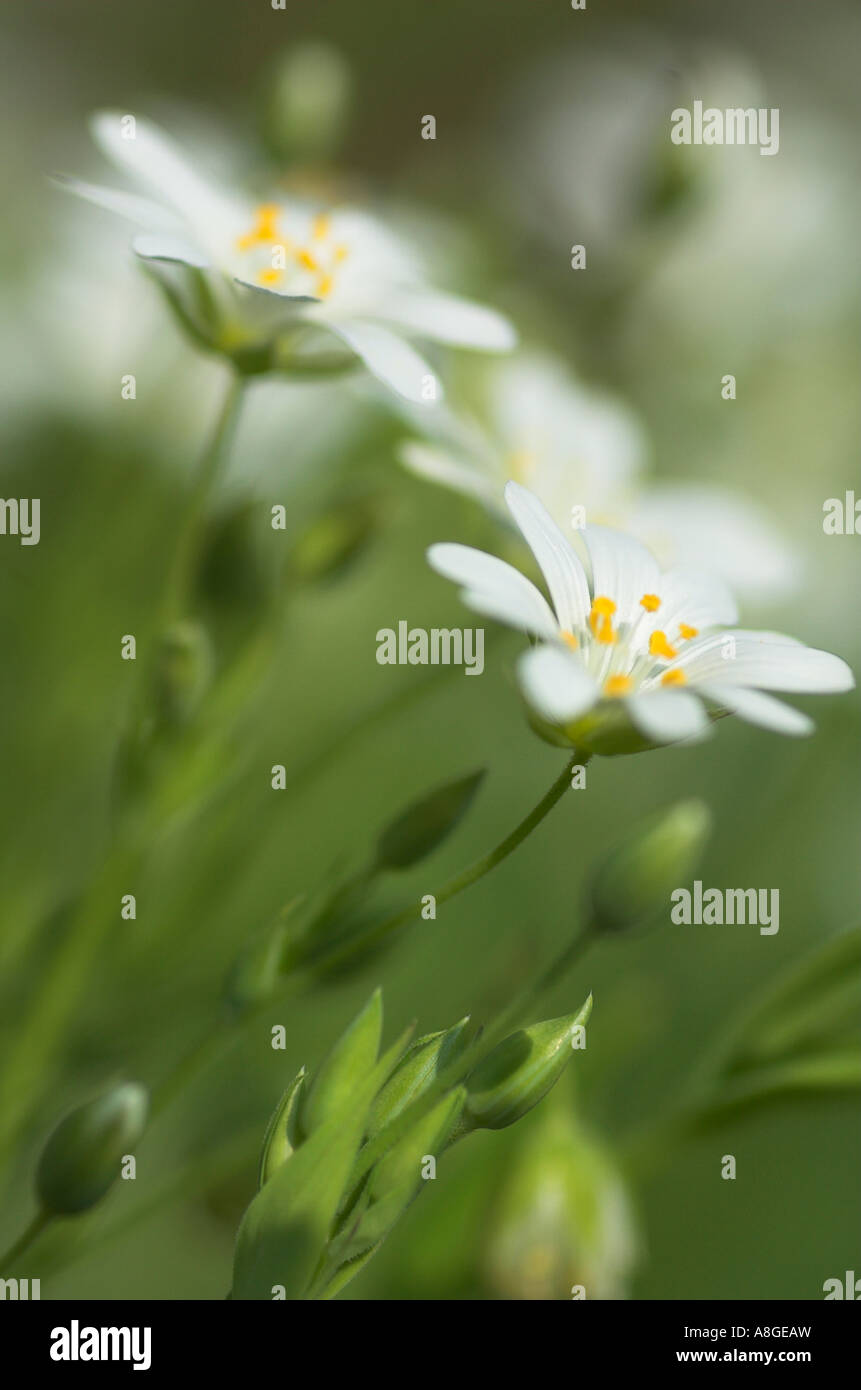 Lesser stitchwort flowers (Stellaria graminea Stock Photo - Alamy