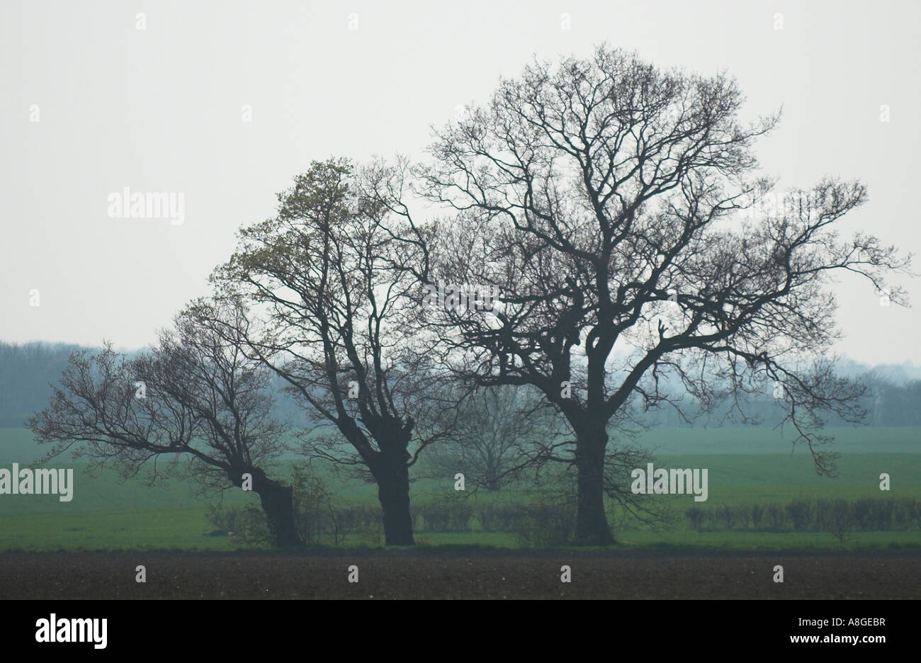 Oak trees (Quercus rober Stock Photo - Alamy