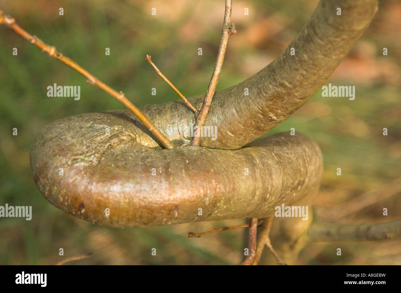 Twisted hazel trunk (Corylus avellana Stock Photo - Alamy