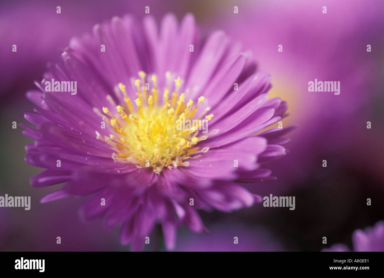 Violet aster close up Aster dumosus Fioletowy aster Stock Photo - Alamy