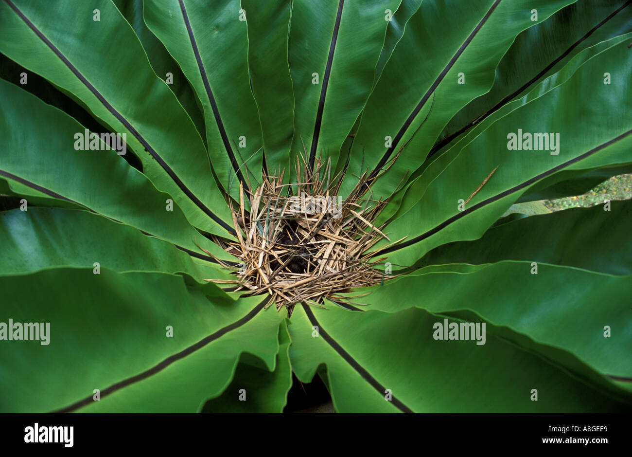 Bird nest fern.Asplenium nidus Stock Photo - Alamy